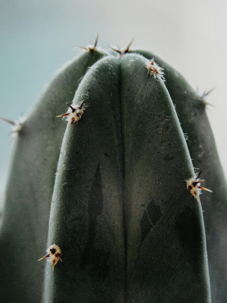 1 to 1 Private Huachuma/San Pedro Ceremony PORTUGAL, 1 day