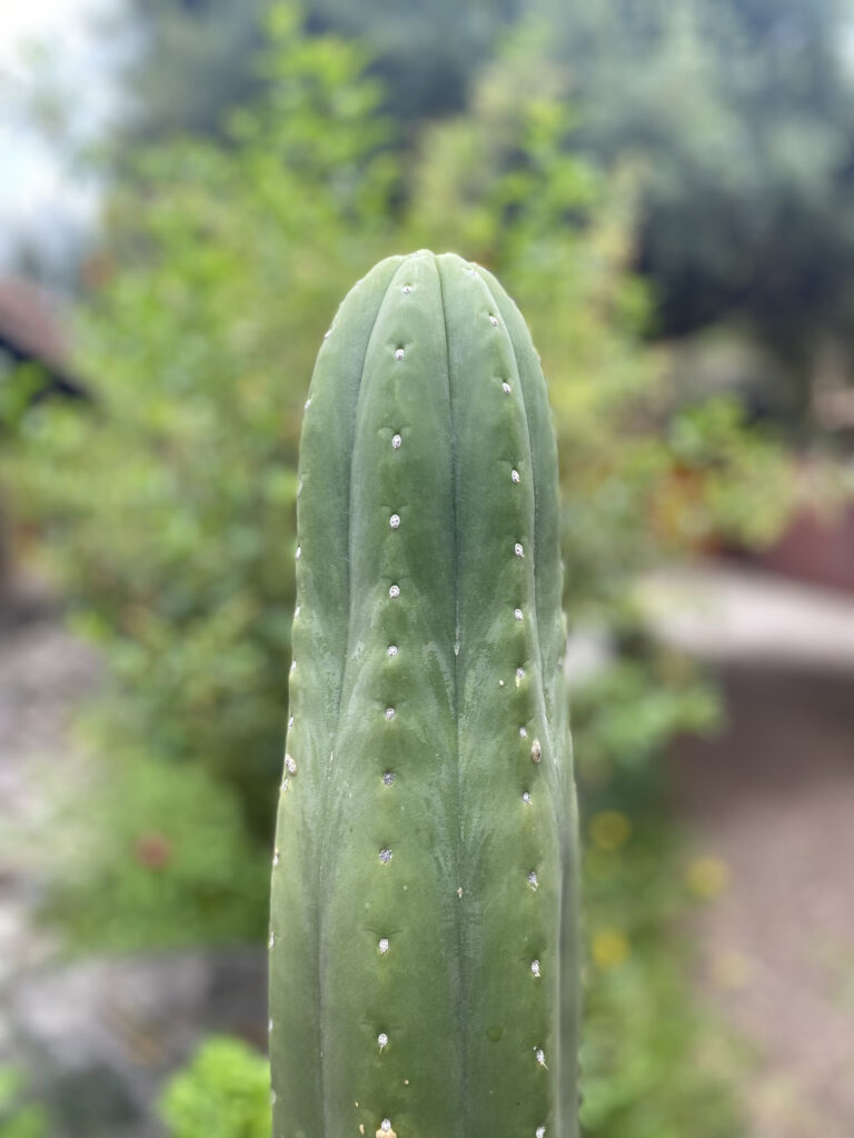 11 day san pedro huachuma retreat in Cusco, Peru, Nov 2025